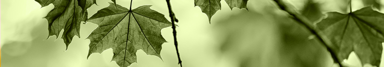 Alvin C. York State Historic Park - American Heritage Trees