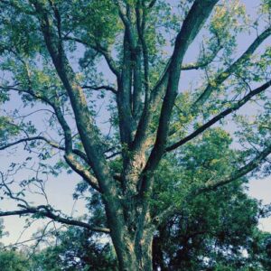 Pecan Tree - American Heritage Trees