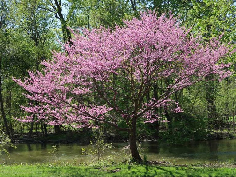 Redbud - American Heritage Trees