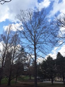 Sycamore 'Moon Seedling' Tree Sapling Gift - American Heritage Trees