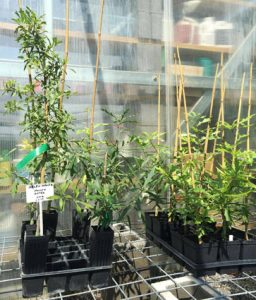 Water Oak Tree Sapling Gift | Helen Keller - American Heritage Trees