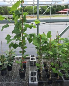 Sycamore Moon Tree | American Heritage Trees