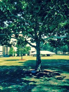 Sycamore Moon Tree | American Heritage Trees