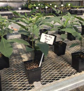 Pecan Tree Sapling Gift | Alex Haley - American Heritage Trees