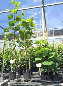 Sycamore Tree Sapling | George Washington - American Heritage Trees