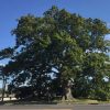 Birthing Tree - City of McMinnville TN - Partner | American Heritage Trees